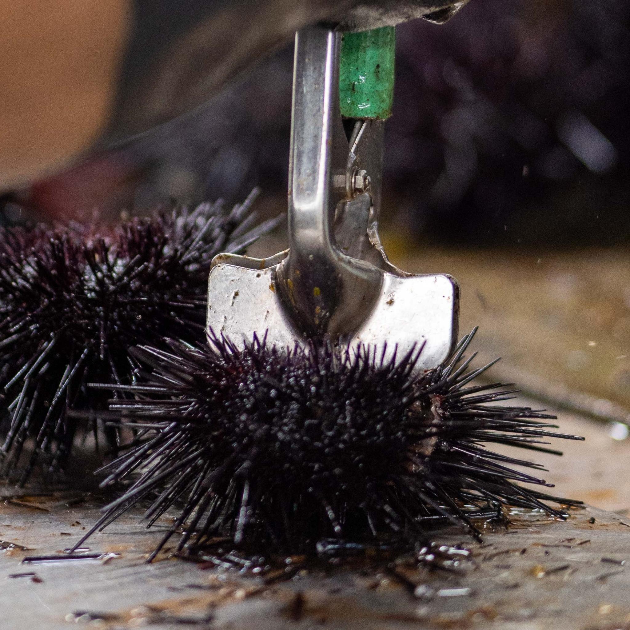 A+ Uni (Frozen 5 Pocket Tray) – Maruhide Marine Products