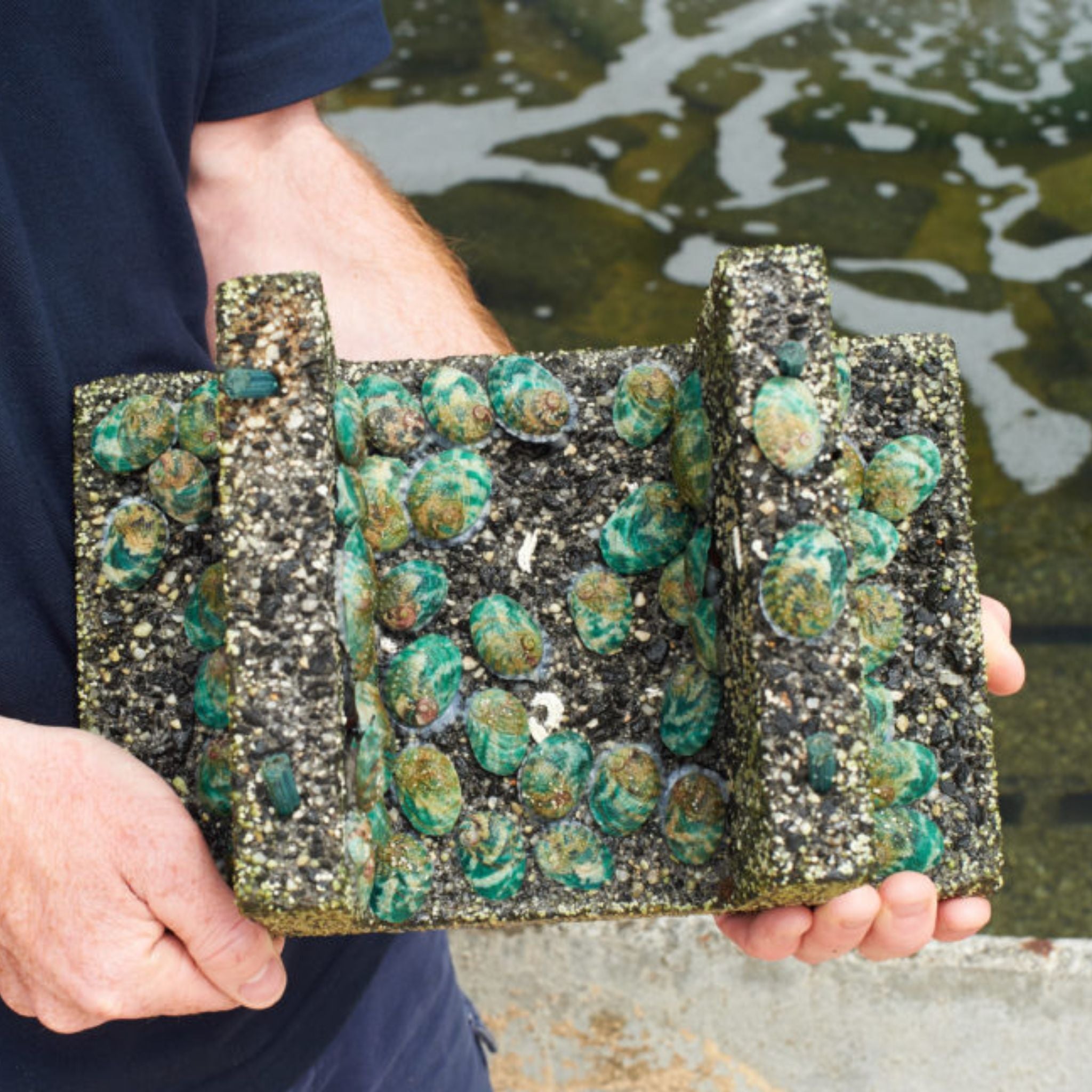 Australian Abalone (Frozen 8pc) – Maruhide Marine Products